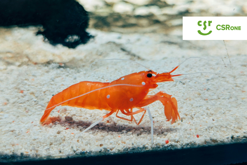 吃剩的蝦殼變成拯救地球的靈丹？阿聯科學家將蝦殼廢料轉化為高效碳捕捉材料 – CSRone 永續智庫