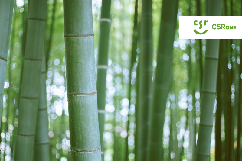 一支竹牙刷，撼動減塑浪潮：南投竹山工廠如何實踐 SDGs 12？ – CSRone 永續智庫